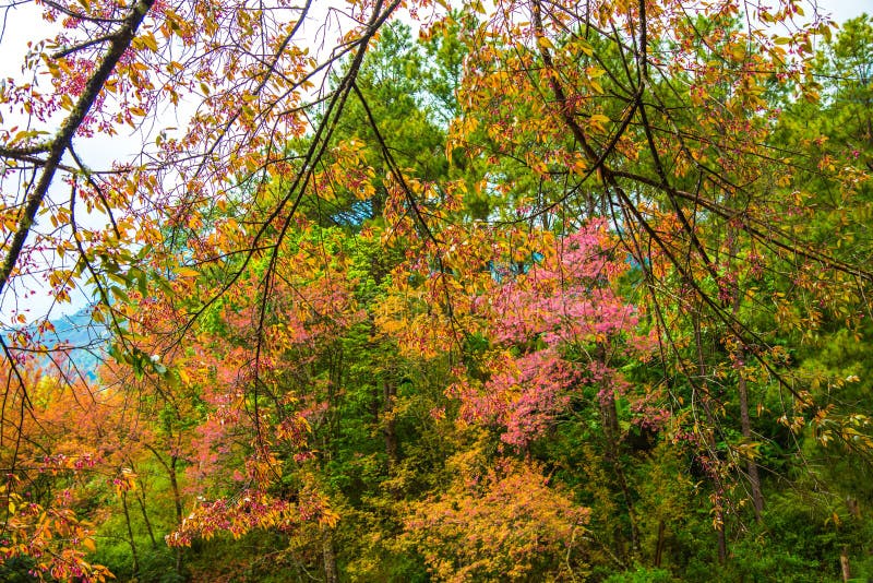 Cherry Blossom Trees in Thai Stock Image - Image of romantic, seasonal ...