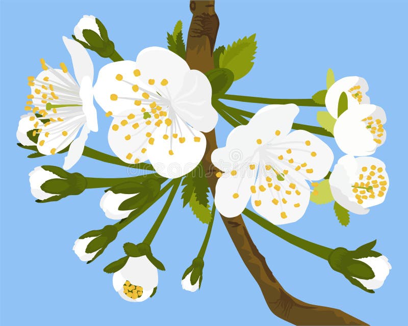 Cherry Blossom Vector Illustration Stock Vector - Illustration of ...