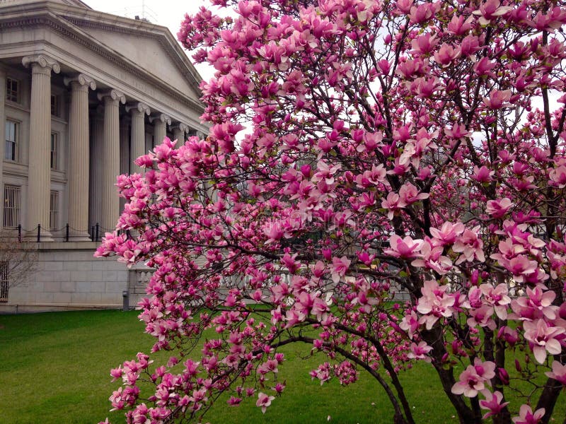 Cherry Blossom in Washington DC Stock Photo - Image of green, flower ...