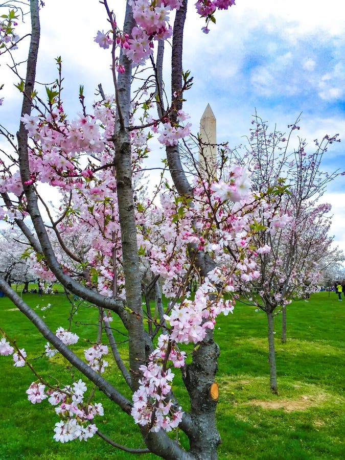 Pink Cherry Blossom Flowers in Washington DC Stock Image - Image of ...