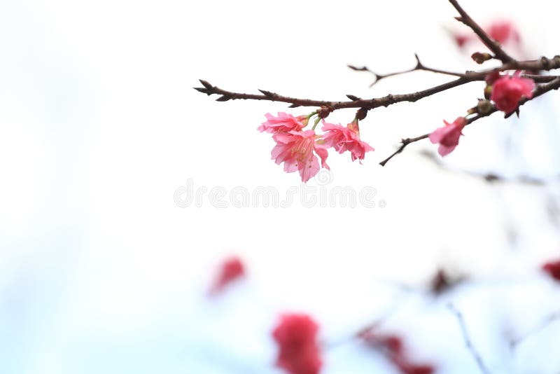 Spring come back! stock photo. Image of outdoor, floral - 12997214