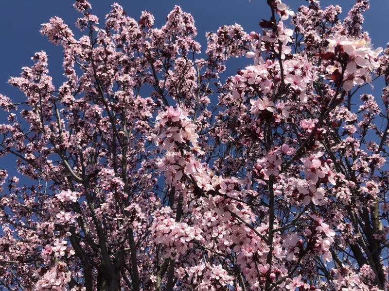 Cherry Blossoms Welcome Spring Stock Photo - Image of full, sight ...