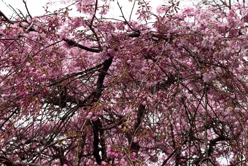 Pink Flowers on a Tree. Spring Flowering. Flower Landscape Stock Photo ...
