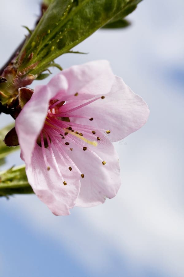 Free Nature (Flowers & Gardens) pictures, photos & images - Royalty ...