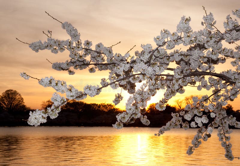 Cherry Blossoms Against Sunset Stock Image - Image of national, cherry ...