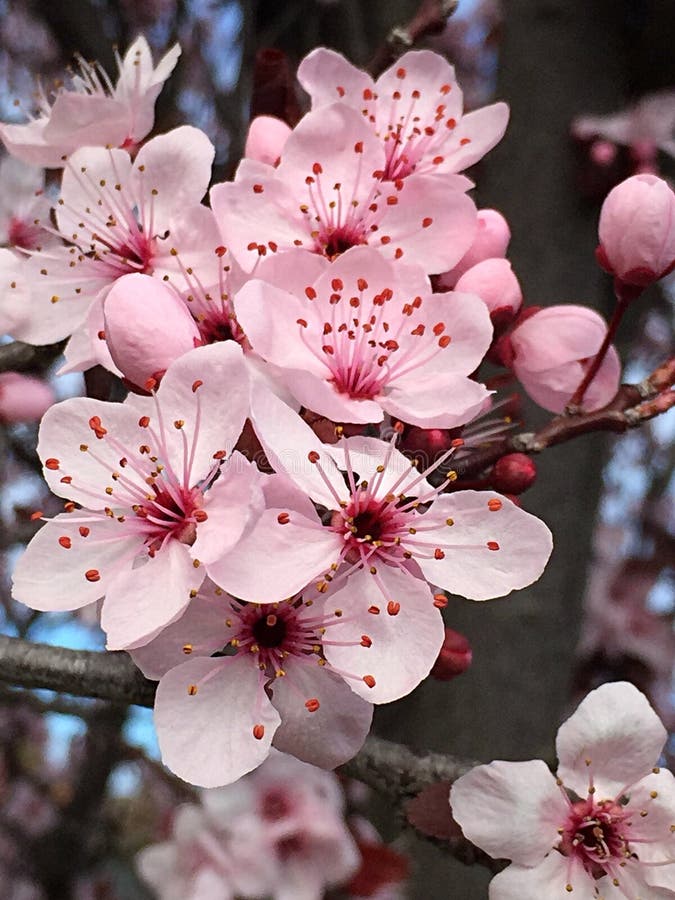 Cherry blossoms stock photo. Image of fresh, spring, sakura - 98900698