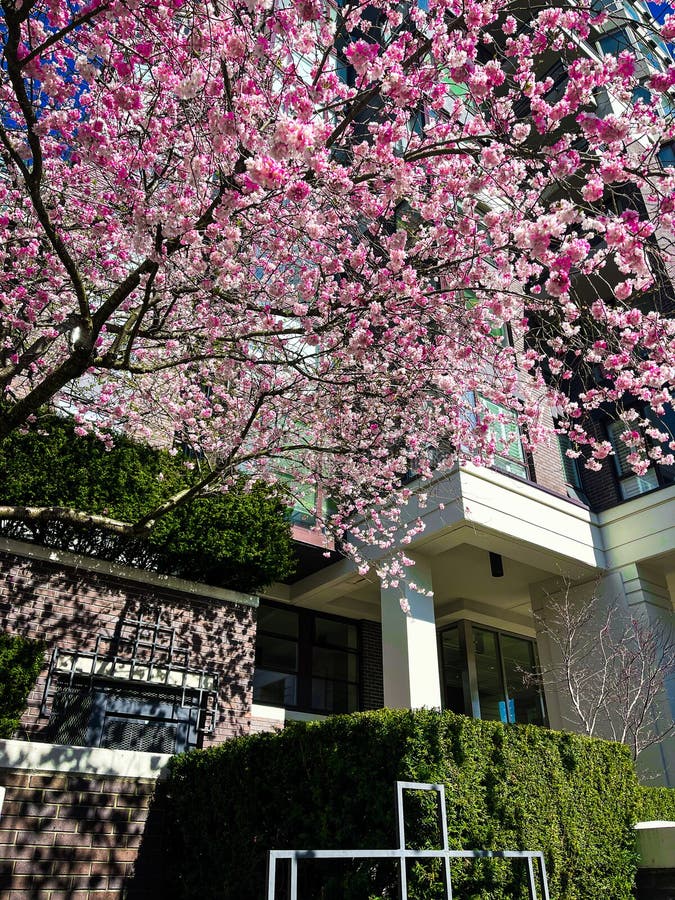 Cherry Blossoms on the Background of a Building on a Sunny Spring Day ...