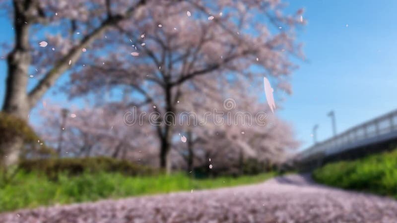 Cherry Blossoms with Background Falling Particles Motion Graphics Stock ...
