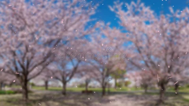 Cherry Blossoms with Background Falling Particles Motion Graphics Stock ...