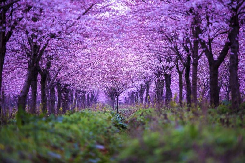Cherry blossoms stock image. Image of cherry, spring - 51868947