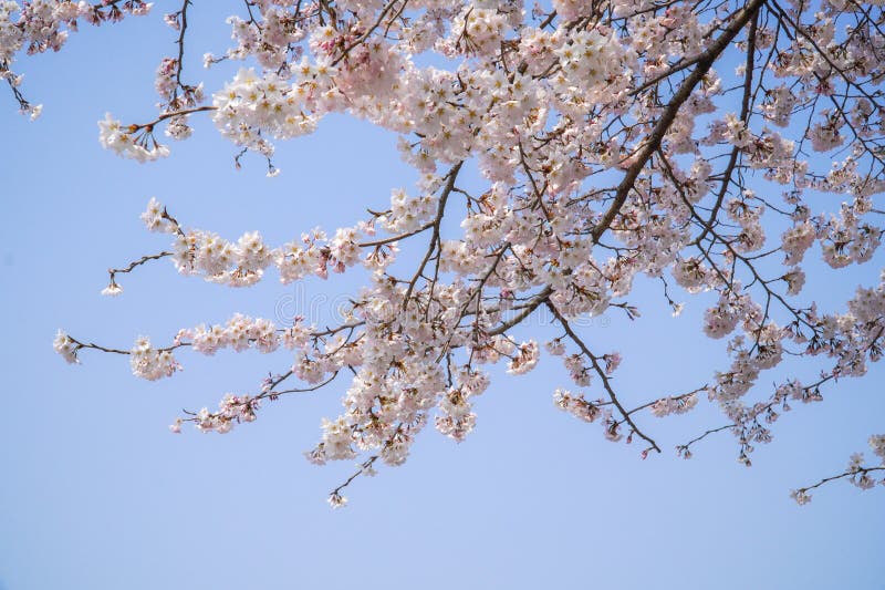 Cherry Blossoms at the Beginning of Spring Season. Stock Image - Image ...