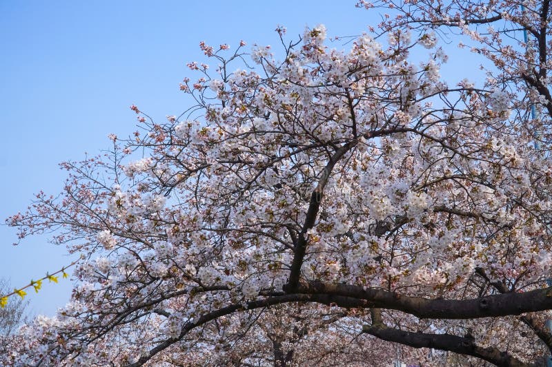 Cherry Blossoms at the Beginning of Spring Season. Stock Photo - Image ...