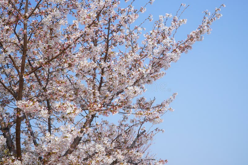 Cherry Blossoms at the Beginning of Spring Season. Stock Photo - Image ...