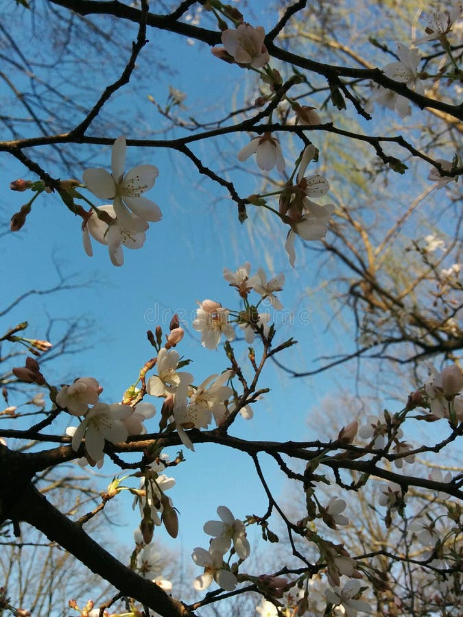 Cherry Blossoms from Below stock photo. Image of spring - 92760056