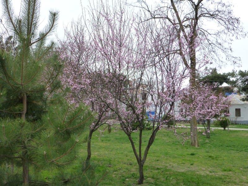 Cherry blossoms stock image. Image of awakening, spring - 90824621