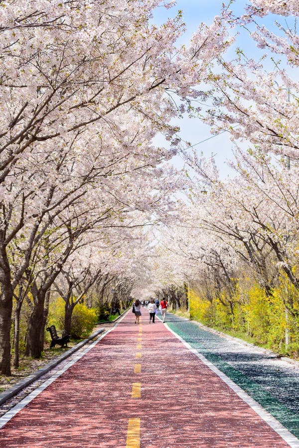 Cherry Blossoms Bloom on Both Sides of the Road in Spring. Editorial ...