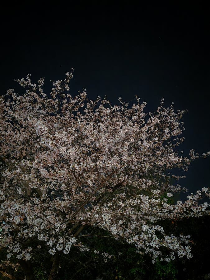 The Cherry Blossoms Bloom in the Dark Stock Photo - Image of branch ...