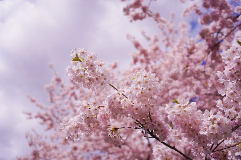 Cherry Blossoms Bloom on a Pink Cherry Tree Branch with White Clouds in ...
