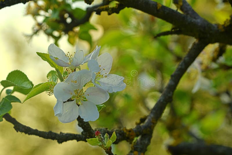 Cherry Blossoms Bloomed. Cherry Branch in Blossom Stock Photo - Image ...