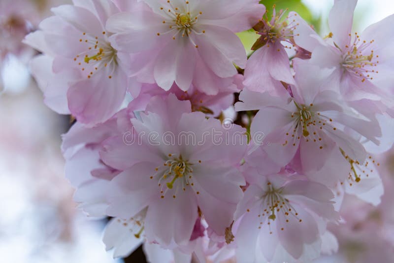 Cherry Blossoms Blooming in Spring Create a Beautiful Display Stock ...