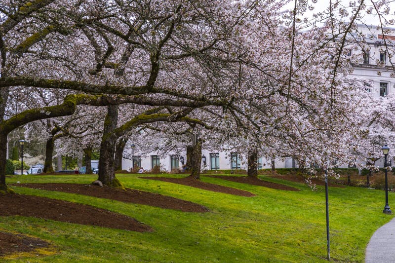 Cherry Blossoms Blooming in Spring. Stock Image - Image of seattle ...