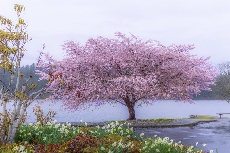 Cherry Blossoms Blooming in Spring. Stock Photo - Image of tree ...