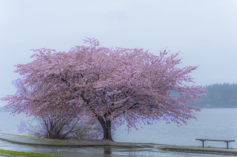 Cherry Blossoms Blooming in Spring. Stock Image - Image of bend, north ...