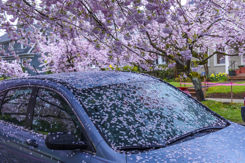 Cherry Blossoms Blooming in Spring. Stock Photo - Image of seattle ...