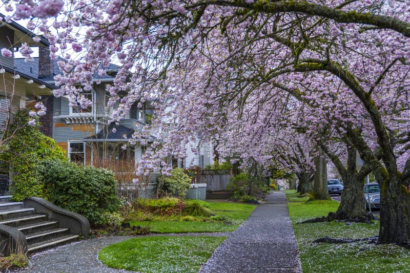 Cherry Blossoms Blooming in Spring. Stock Photo - Image of north ...