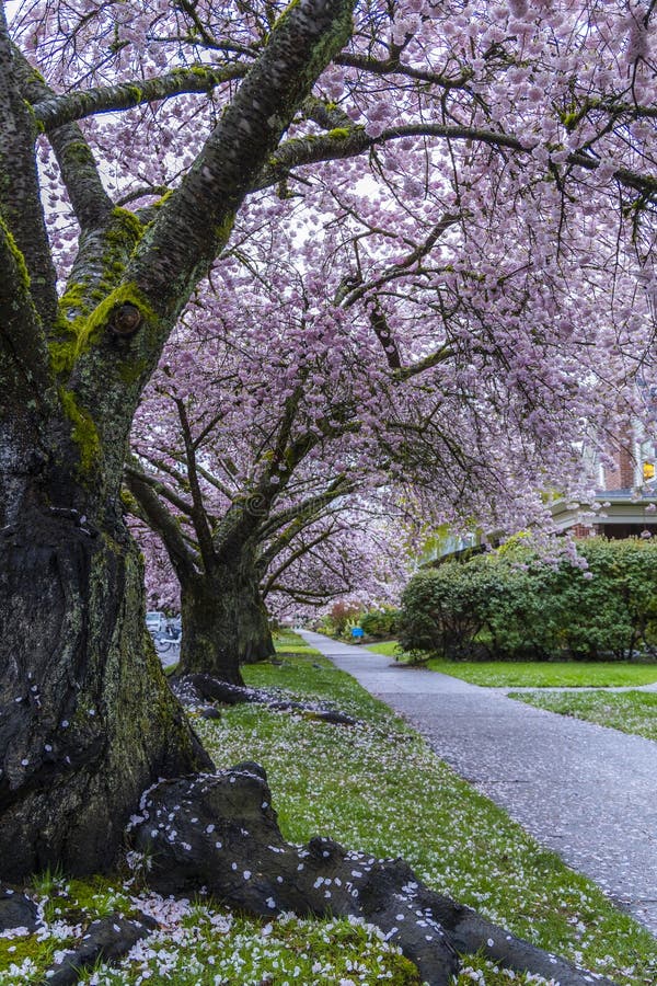 Cherry Blossoms Blooming in Spring. Stock Image - Image of branch ...