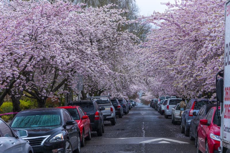 Cherry Blossoms Blooming in Spring. Stock Photo - Image of petal ...