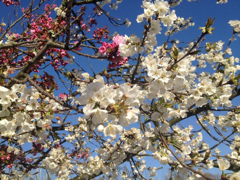 Blossoms Bloom in April Spring Time. Stock Photo - Image of blooming ...