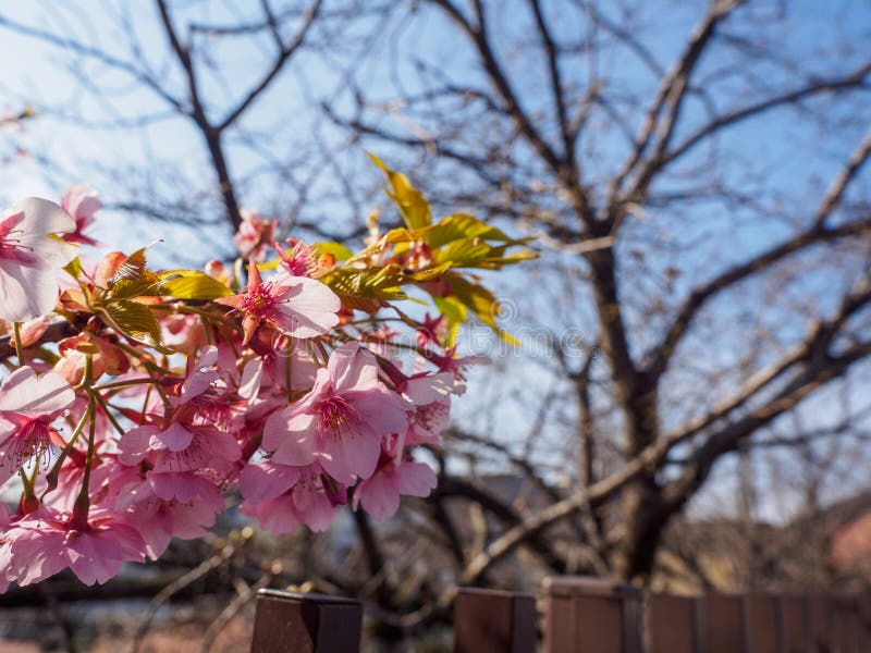 Cherry Blossoms Blooming Under a Clear Blue Sky in Early Spring Stock ...