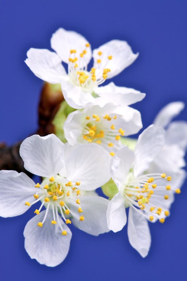 Cherry Blossoms on Blue Background Stock Photo - Image of springtime ...