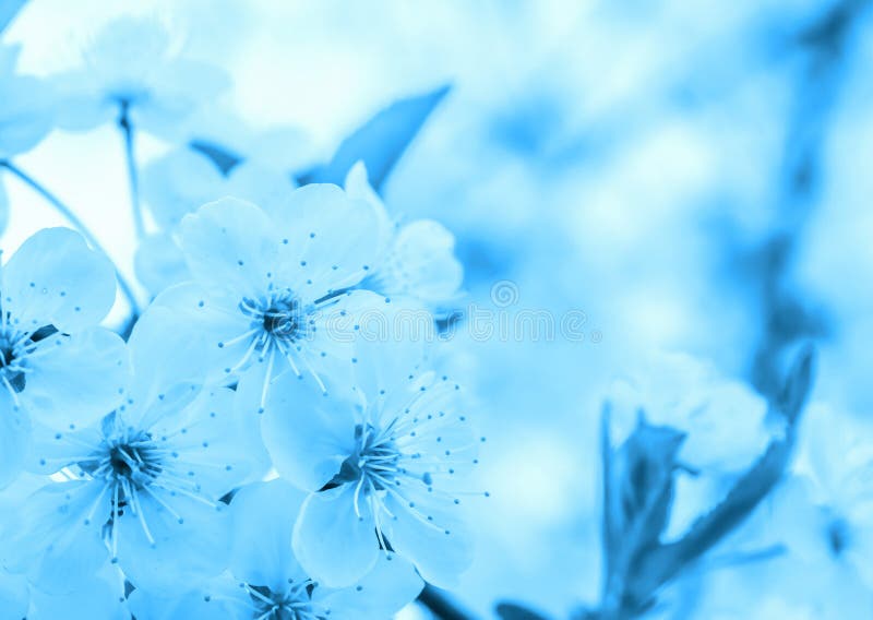 Cherry Blossoms in Blue Colors Stock Image - Image of floral, blossoms ...