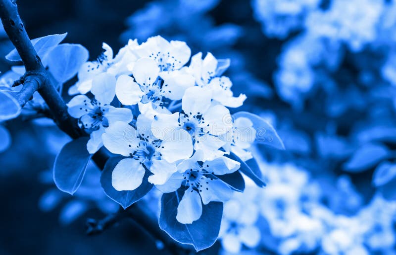 Cherry Blossoms in Blue Colors Stock Image - Image of cherry, blossoms ...