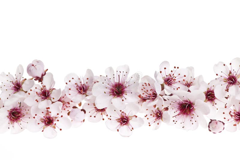 Cherry Blossom Branch Border