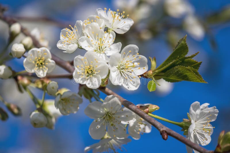 .cherry Blossoms on Branch with Blue Sky Background Stock Photo - Image ...