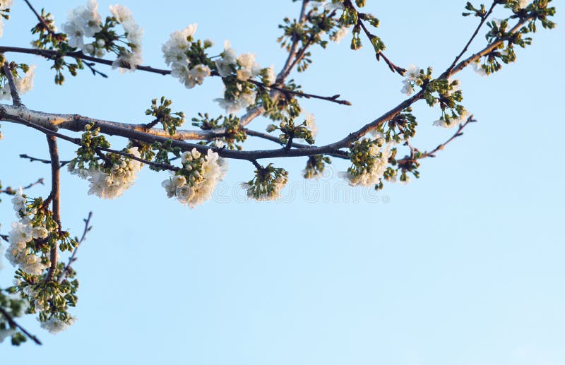 Cherry Blossoms on the Branch Stock Photo - Image of garden, soft ...