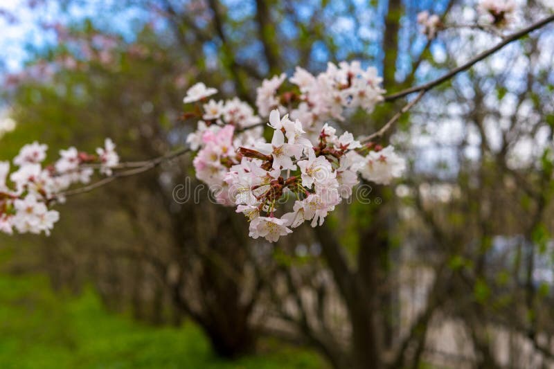 Cherry Blossoms on a Branch in Springtime Stock Image - Image of nature ...