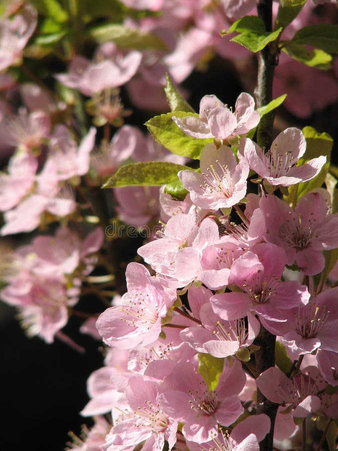 Cherry Blossoms in British Columbia Stock Photo - Image of blue, pink ...