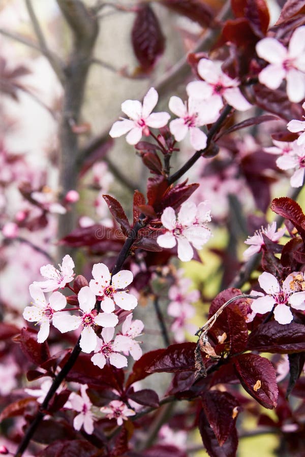Cherry Blossoms Burst into Bloom in the Spring Stock Image - Image of ...