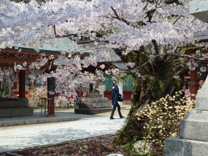 Cherry blossoms in China stock photo. Image of wooden - 66766254