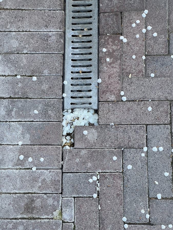 Cherry Blossoms Clogged the Gutter. Spring Bloom of Fruit Trees Stock ...