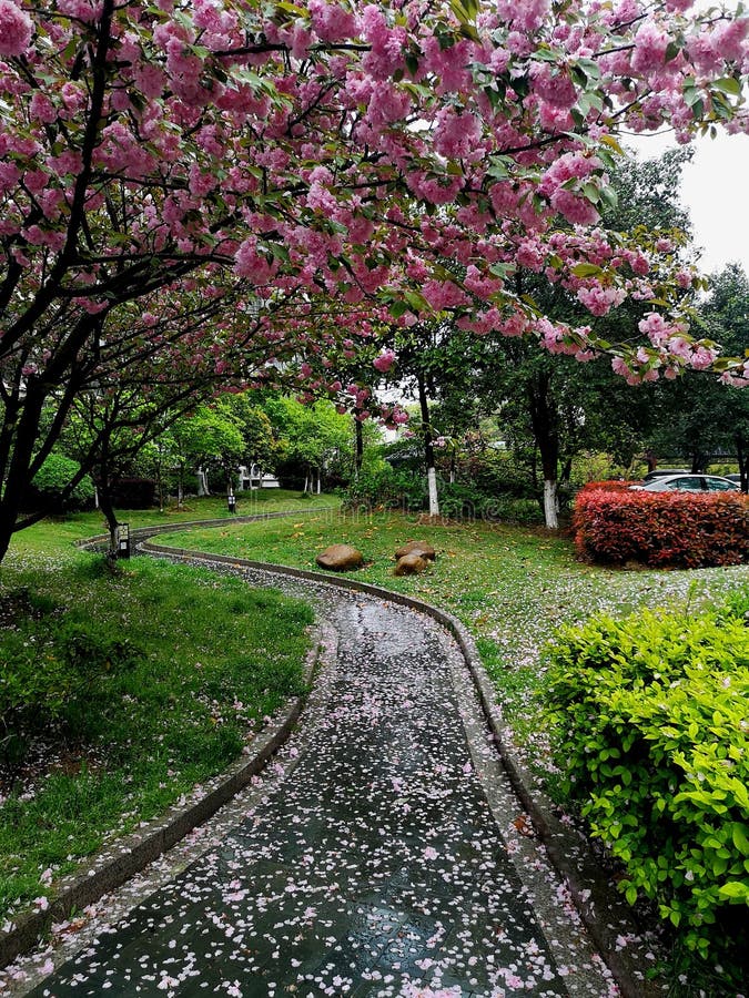 Cherry Blossoms and a Path Covered with Petals Stock Photo - Image of ...