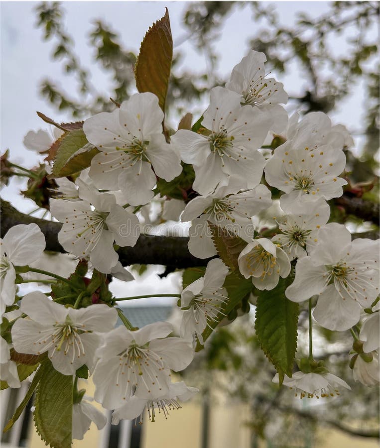 Cherry Blossoms in the Country in Spring Stock Photo - Image of ...