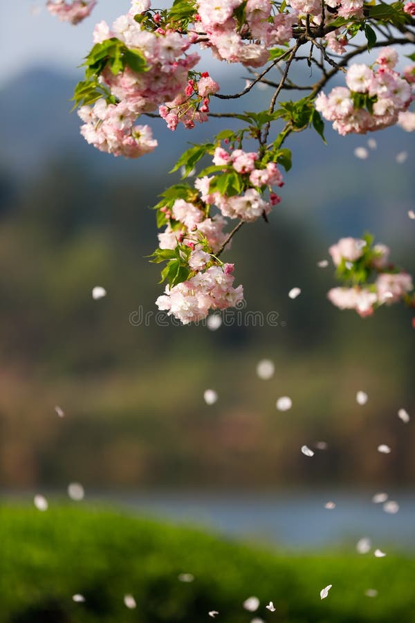 Falling cherry blossom stock photo. Image of garden - 248961124