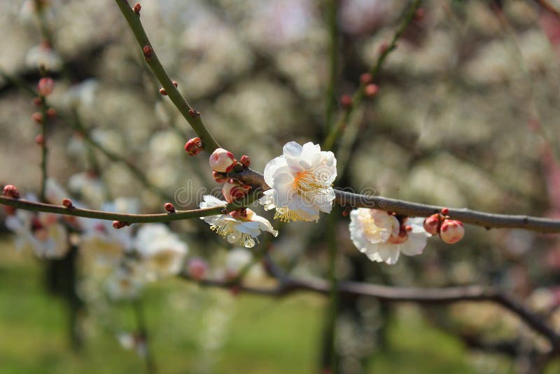 Cherry Blossoms are Famous Flower in Japan Stock Image - Image of ...