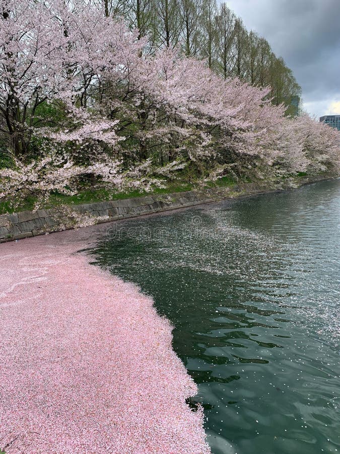 Cherry Blossoms Floating on a Tranquil River in Spring Stock Photo ...