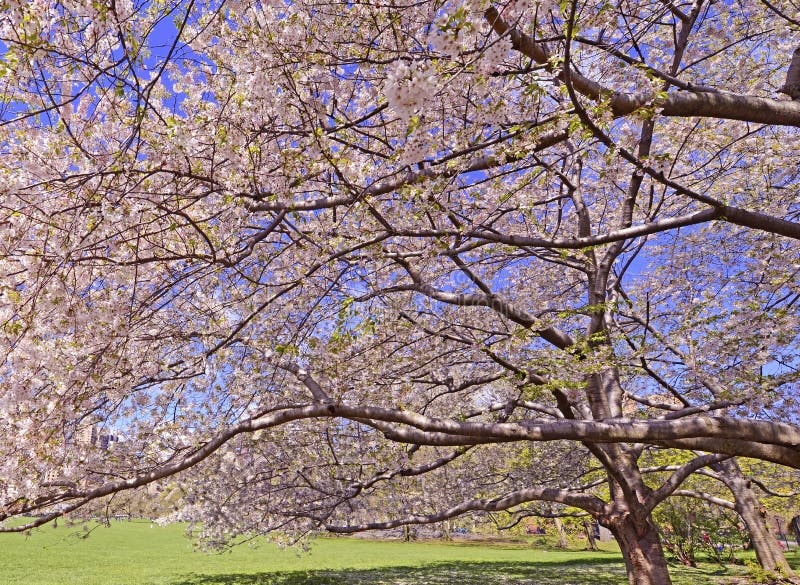 Cherry Blossoms Flowering in Springtime Stock Image - Image of ...